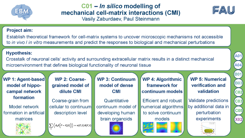 C01: In silico modelling of mechanical cell-matrix interactions › CRC ...
